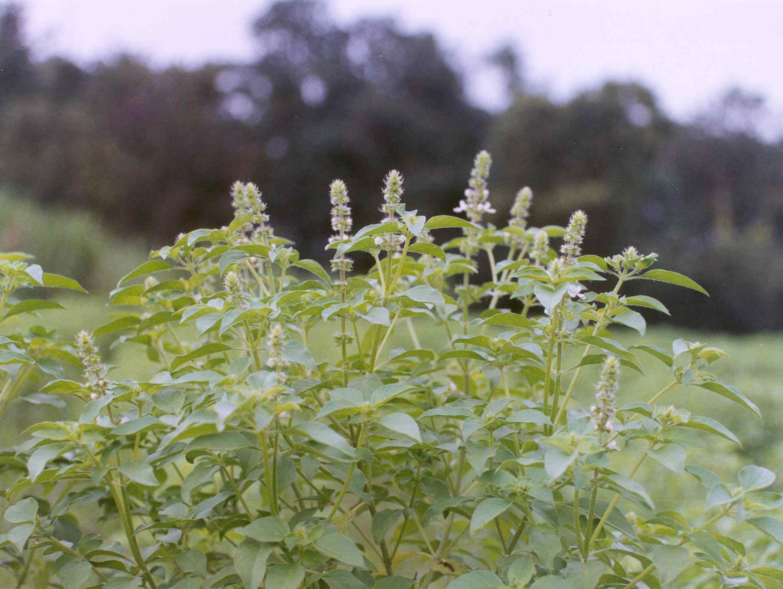 Tulsi - Holy Basil, A Herb For All Reasons – Organic India New Zealand